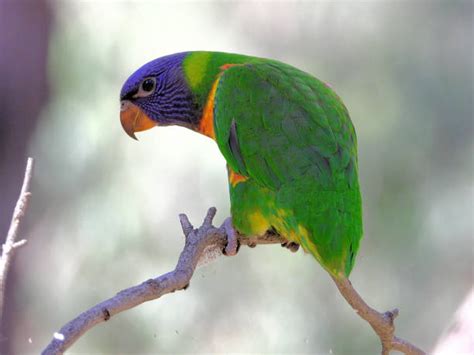 90 Moama Foto Stok Potret And Gambar Bebas Royalti Istock