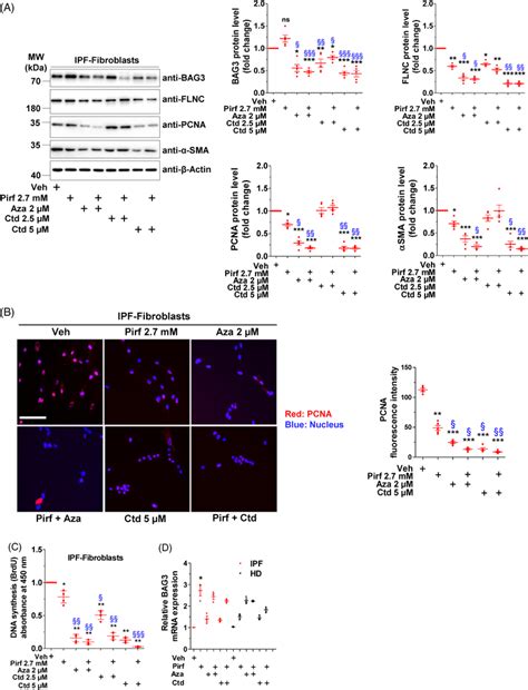 Pirf Aza And Ctd Activate Bag3‐mediated Autophagy And Decrease Ipf