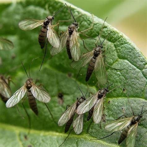 How To Identify And Get Rid Of Fungus Gnats On Houseplants A Complete