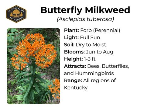 21 Kentucky Native Plants For Landscaping