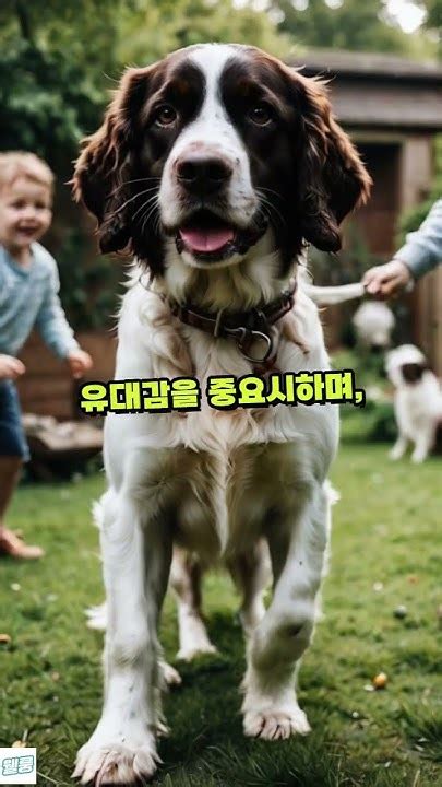활발하고 다재다능한 잉글리시 스프링거 스패니얼의 매력 탐구 잉글리시스프링거스패니얼 애견 견종소개 Youtube