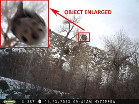 Something Caught On A Game Camera Unexplainedphotos