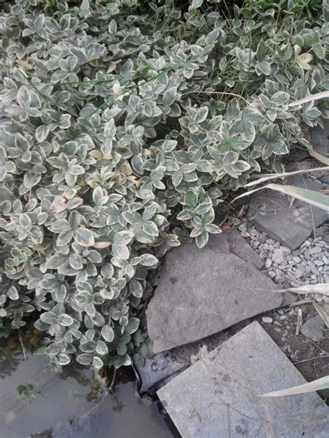 Что посадить в тени Варианты оформления тенистых уголков сада