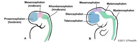 Schematic Diagram Of Nervous System Circuit Diagram