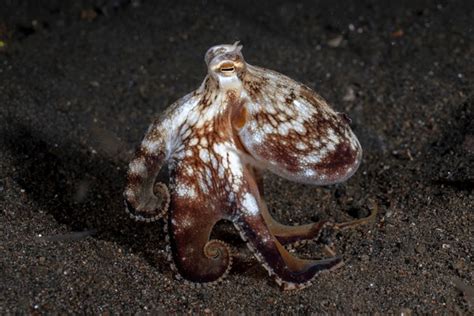 Coconut Octopus Wallpaper Coconut Octopus Facts Distribution