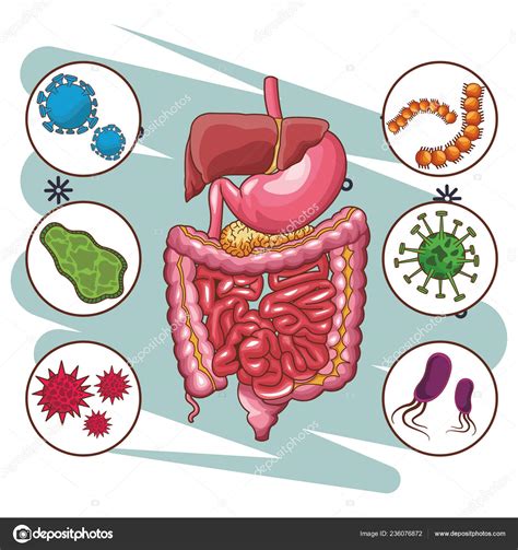 해부학 인간 장기 만화 스톡 벡터 ©jemastock 236076872