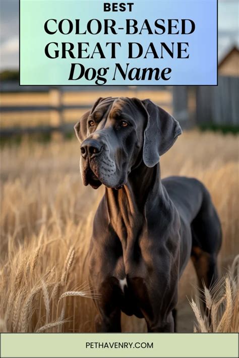 Great Dane Names Inspired By Their Size Grace And Sweet Temperament