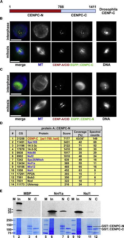 Cenp C Is A Structural Platform For Kinetochore Assembly Current Biology