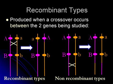 Linkage And Gene Maps Sex Determination презентация онлайн