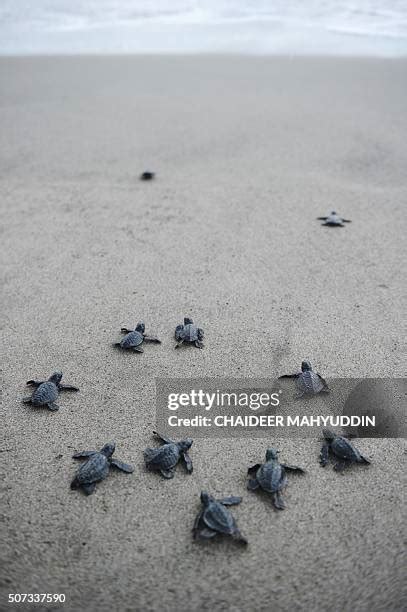 Sea Turtle Migration Photos And Premium High Res Pictures Getty Images