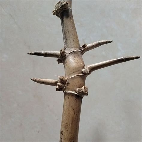 Jual Bambu Patil Lele 2 Sap Selendang Mukti 2 Lilit 20 Cm Shopee