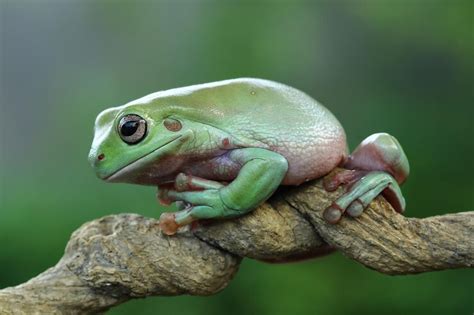 Free Photo Dumpy Frog Litoria Caerulea On Green Leaves Dumpy Frog On Branch