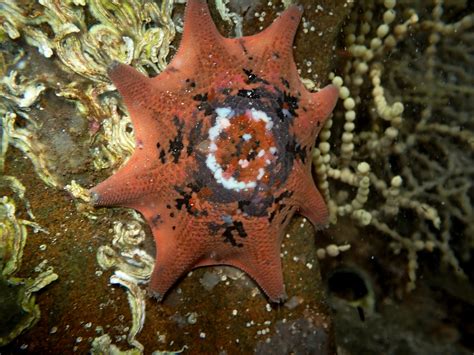 Eight Armed Cushion Star Meridiastra Calcar Tomahawk Tasmania