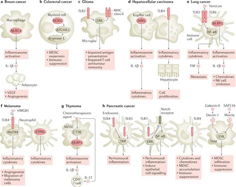 Nat Rev 模式识别受体 Prr 调节肿瘤微环境 包括调节免疫细胞等 知乎