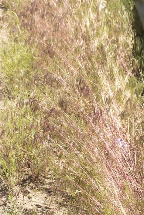 Cheatgrass From Wibaux Mt 59353 Usa On June 22 2022 At 0233 Pm By Cody Hough · Inaturalist