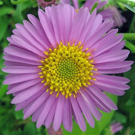 Fibonacci Phyllotaxis Exploring The Golden Ratio In Nature