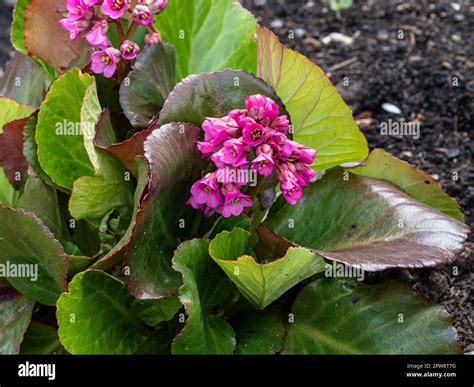 The Deep Pink Flowers And Large Shiny Leaves Of Bergenia Bressingham