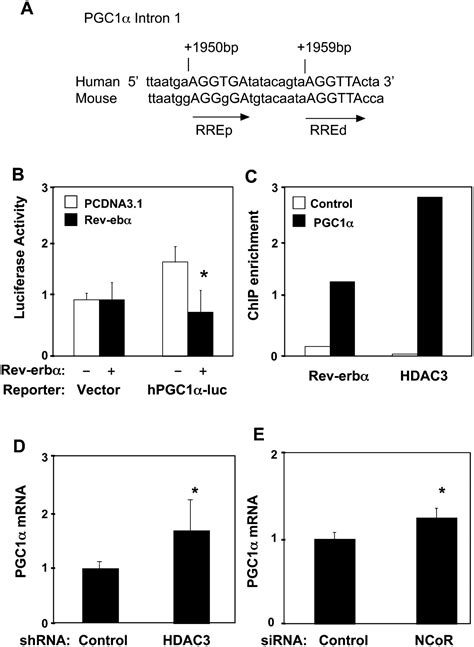 Negative Feedback Maintenance Of Heme Homeostasis By Its Receptor Rev Erbα