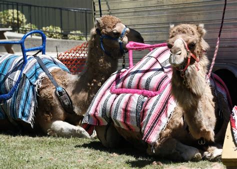 More Photos From The Shasta District Fair 2019