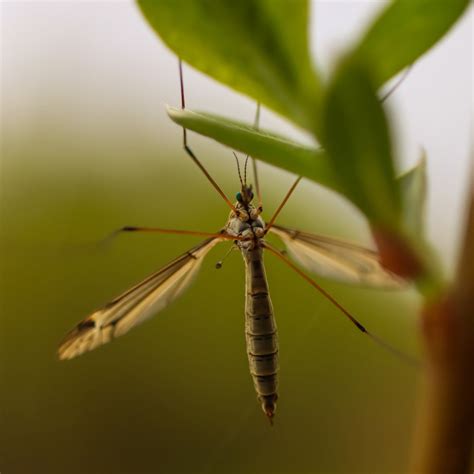 Tipula Caloptera Tipula Caloptera Picture Insect