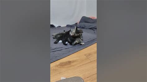 아기 고양이에게 지극정성인 엄마 고양이 Youtube