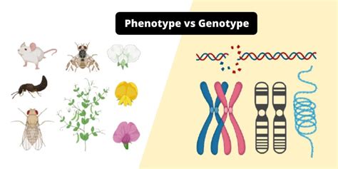 Differences Between Phenotype And Genotype Phenotype Vs Genotype Biology Notes Online