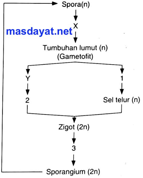 Perhatikan Metagenesis Tumbuhan Lumut Berikut Bagian Yang Bertanda