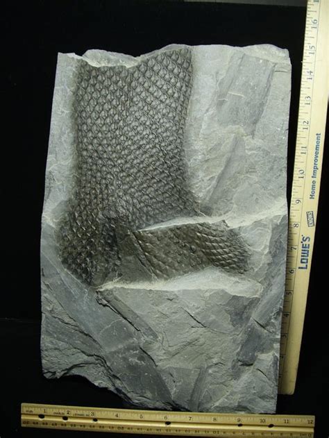 Fossilized Lepidodendron Bark 030620p The Stones And Bones Collection