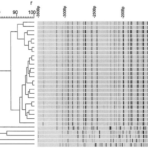 Genotypic Fingerprints Digitized Aflp Patterns And Dendrogram Of A