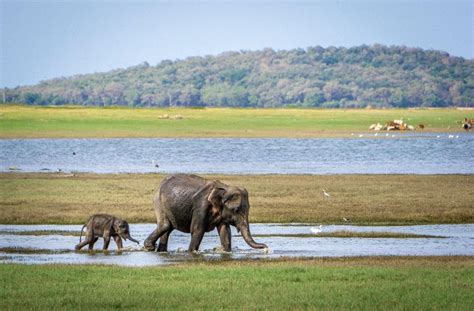 Opencv How To Resize Image