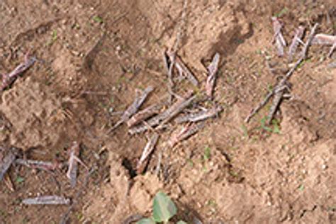 call for integrated effort to control locust prevalence eritrea