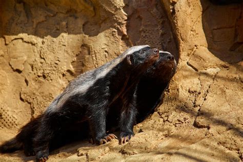 「honey Badger」の写真素材 16件の無料イラスト画像 Adobe Stock