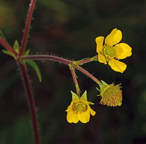 Geum Macrophyllum Rosaceae