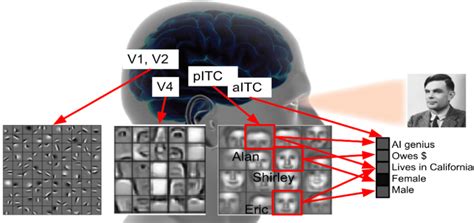 Object Recognition In Human Visual System Download Scientific Diagram