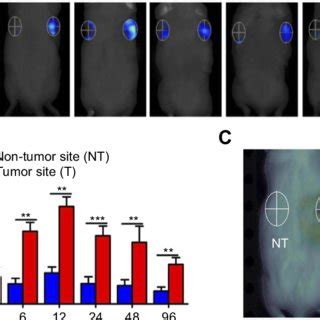 Characterization Of PDA FA Pc Nanomedicine A The Scanning Electron Download Scientific