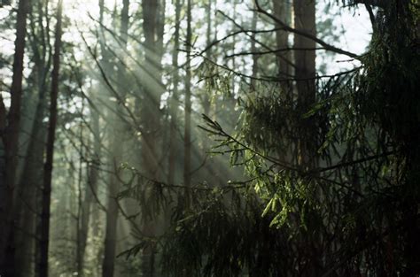 Treebeard Ents And Action In The Face Of Uncertainty The Fandomentals