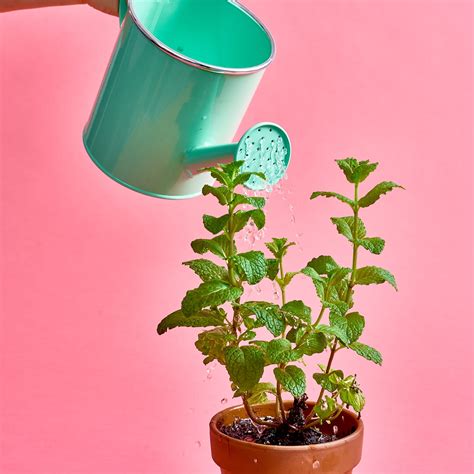 Mint Plant Care A Comprehensive Guide For Your Indoor Garden