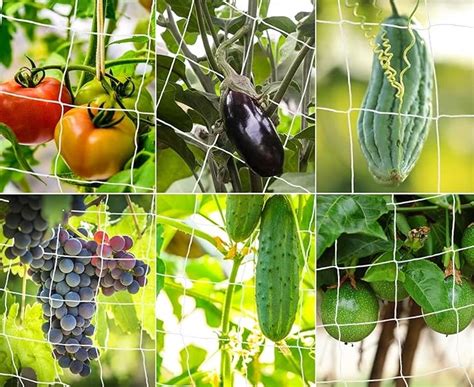 Plant Trellis Netting