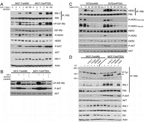 Pten Loss Prolongs Igf Ir And Her3 Signaling And Increases E2 Induced Download Scientific