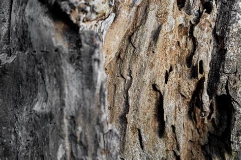 Premium Photo Dry Tree Bark Texture And Background