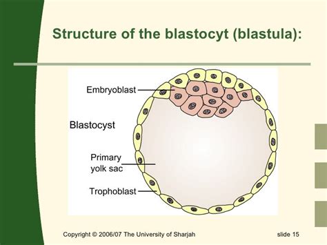 Blastula Diagram