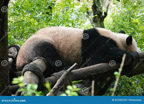 Funny Pose Of Sleeping Panda China Stock Image Image Of Fluffy