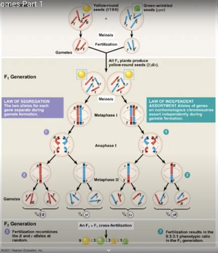 Exam 3 Chromosomes Flashcards Quizlet