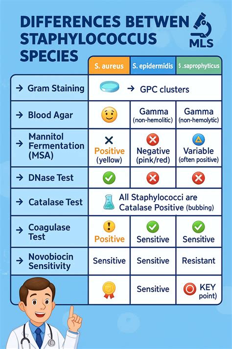 Medical Difference Between Staphylococcus Species Fblifestyle