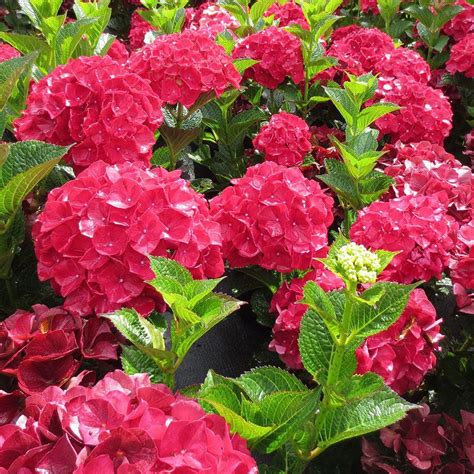 Hydrangea Magical® Ruby Red At Wayside Gardens Landscapingwithrocks