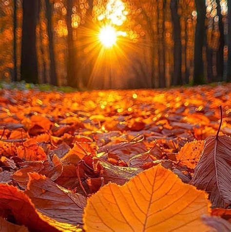 Изключителен продукт за лечение на гъбички по ноктите и борба с неприятната миризма на краката