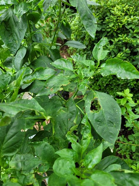 고추 잎 병 원인 도움 부탁 드립니다 지식in