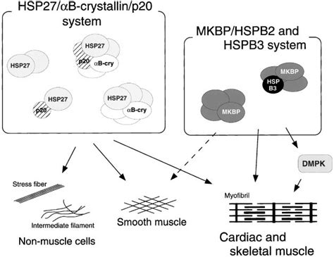 Schematic Model For Chaperone Systems Comprising Diverse Members Of The Download Scientific