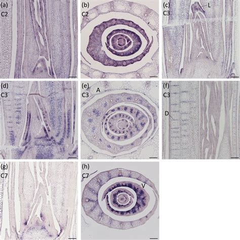 Spatial Expression Patterns Of Several Genes Identified Through K Means