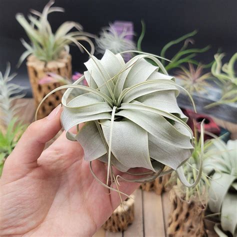 Get Tillandsia Xerographica For Sale Planet Desert